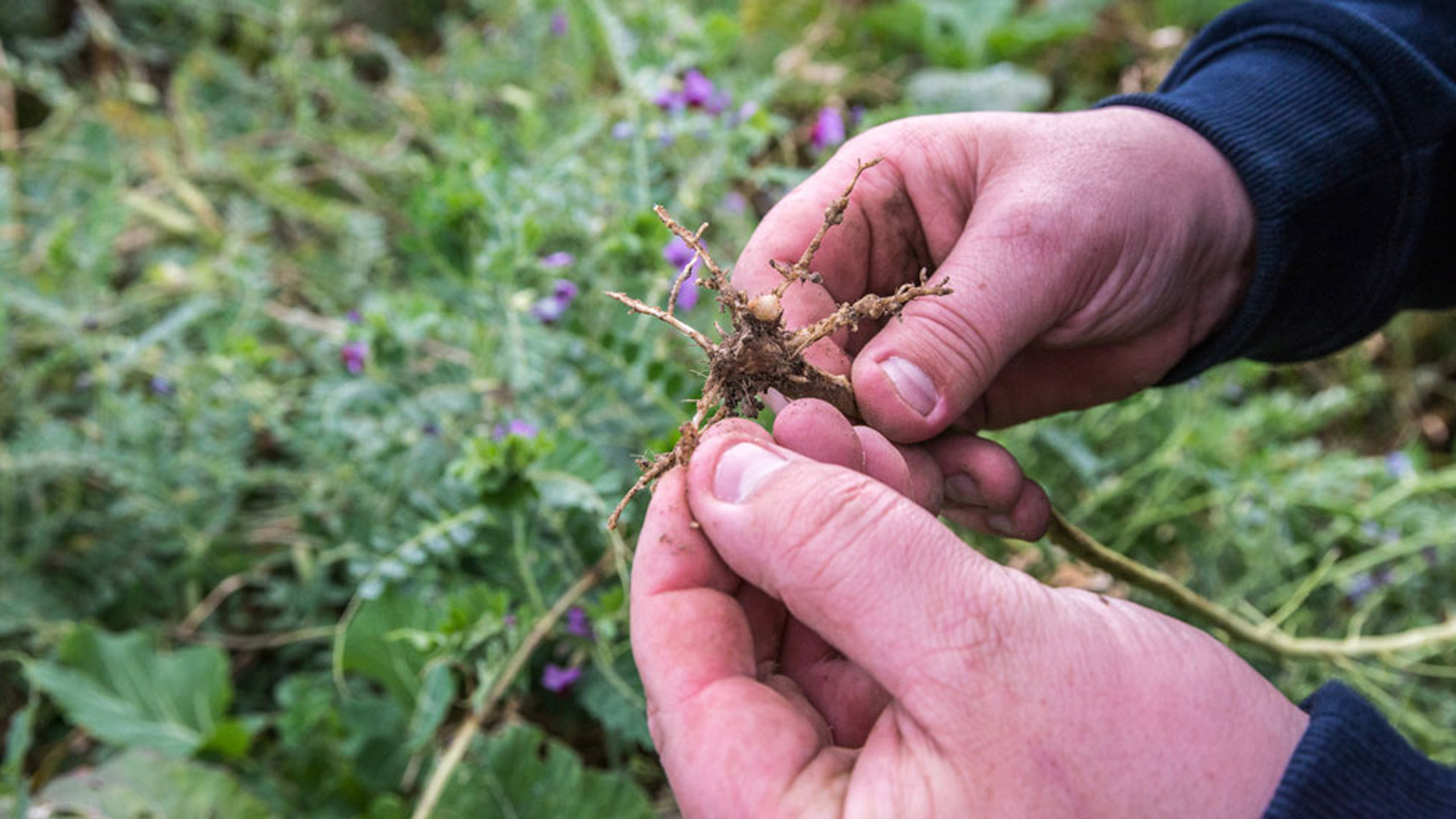 Sharing our farming findings - Align Farms