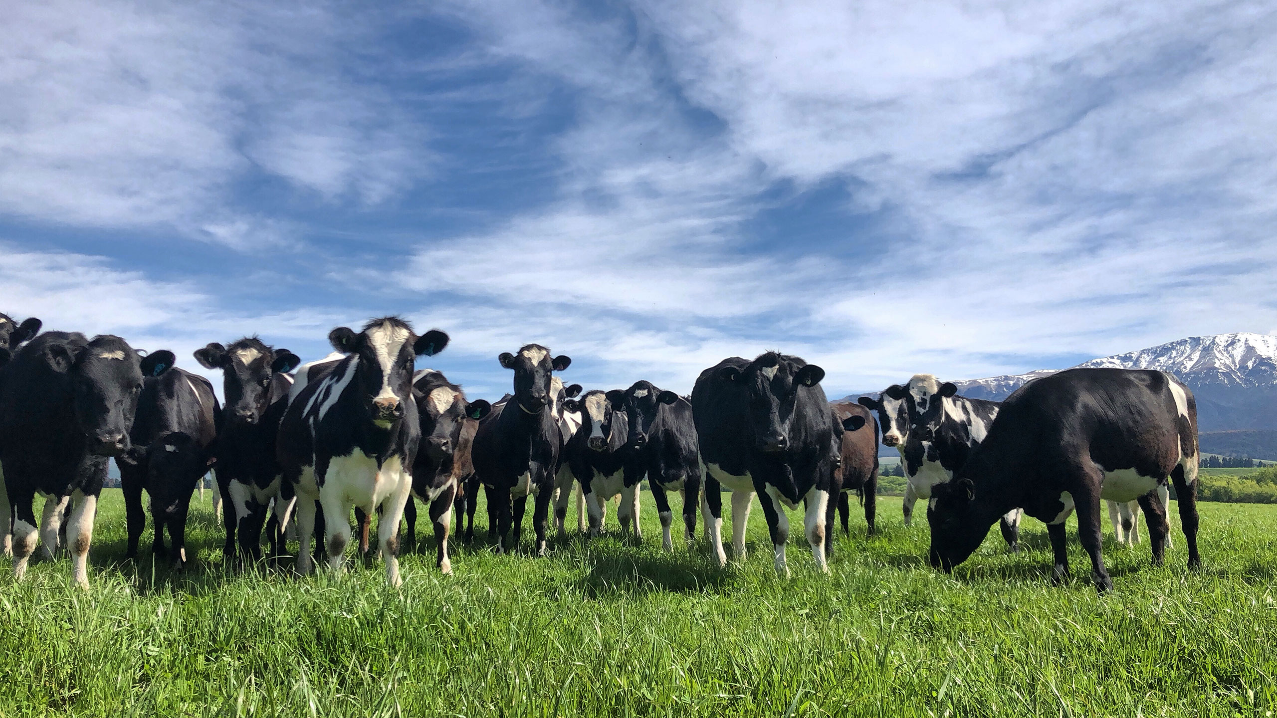 Hinterlands - Align Farms