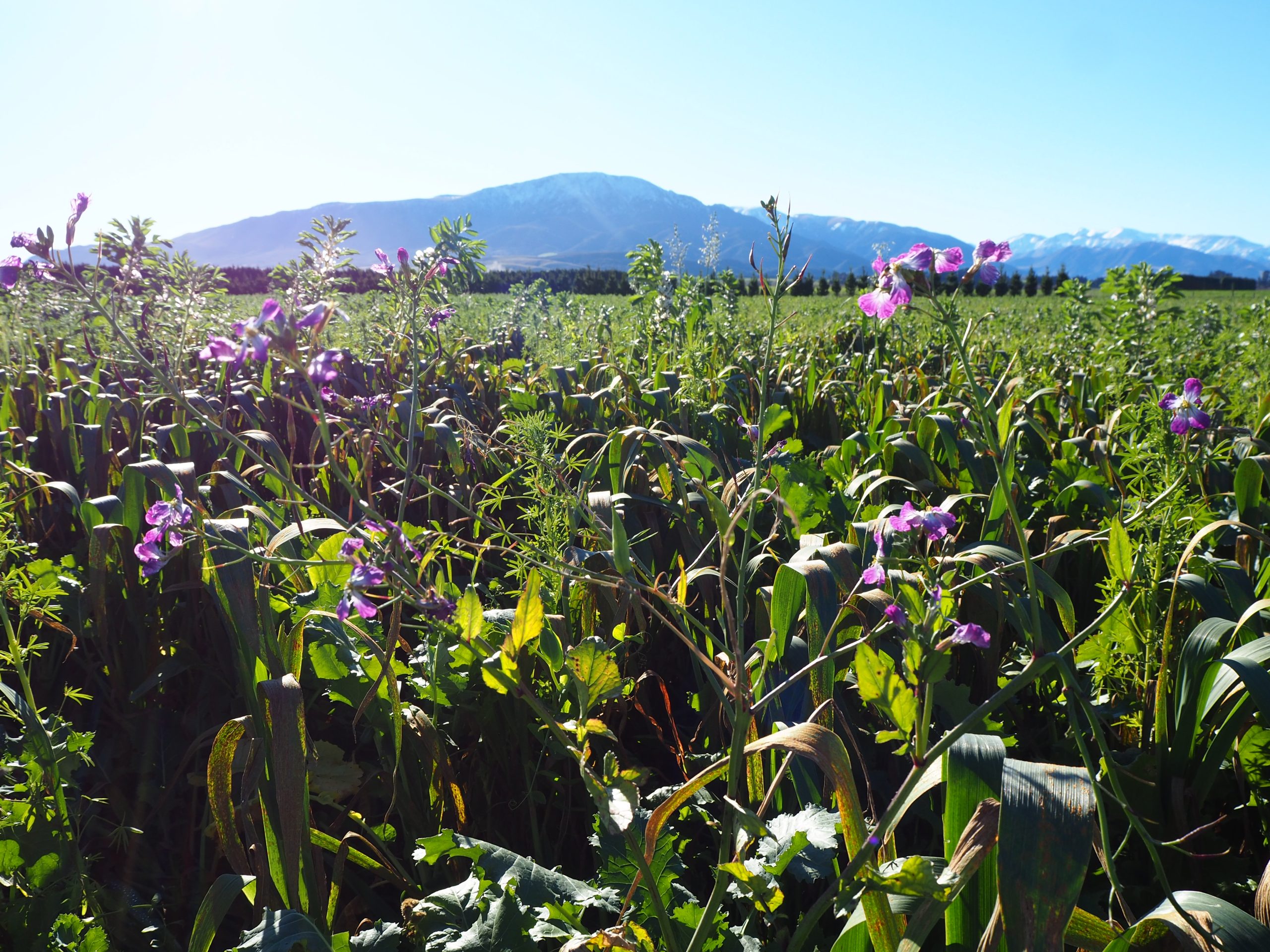 Winter Plan 2022 - Align Farms