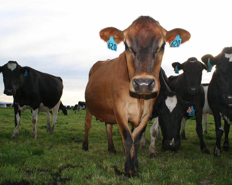 Regenerative Trial OVERSEER Discussion - Align Farms