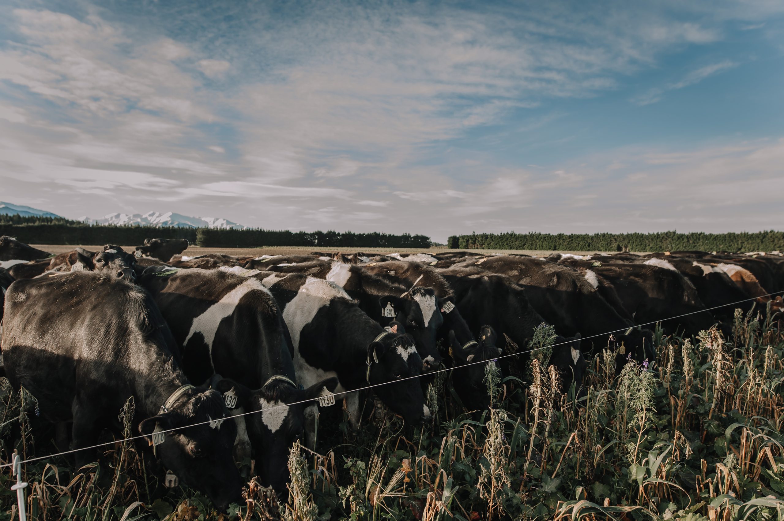 Winter 2022 Discussion - Align Farms