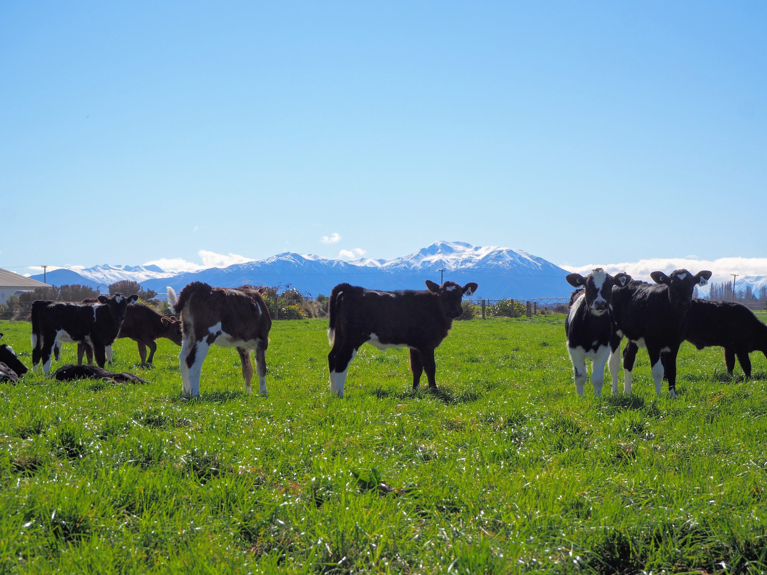 2022-23 Regen and Conventional Budget - Align Farms