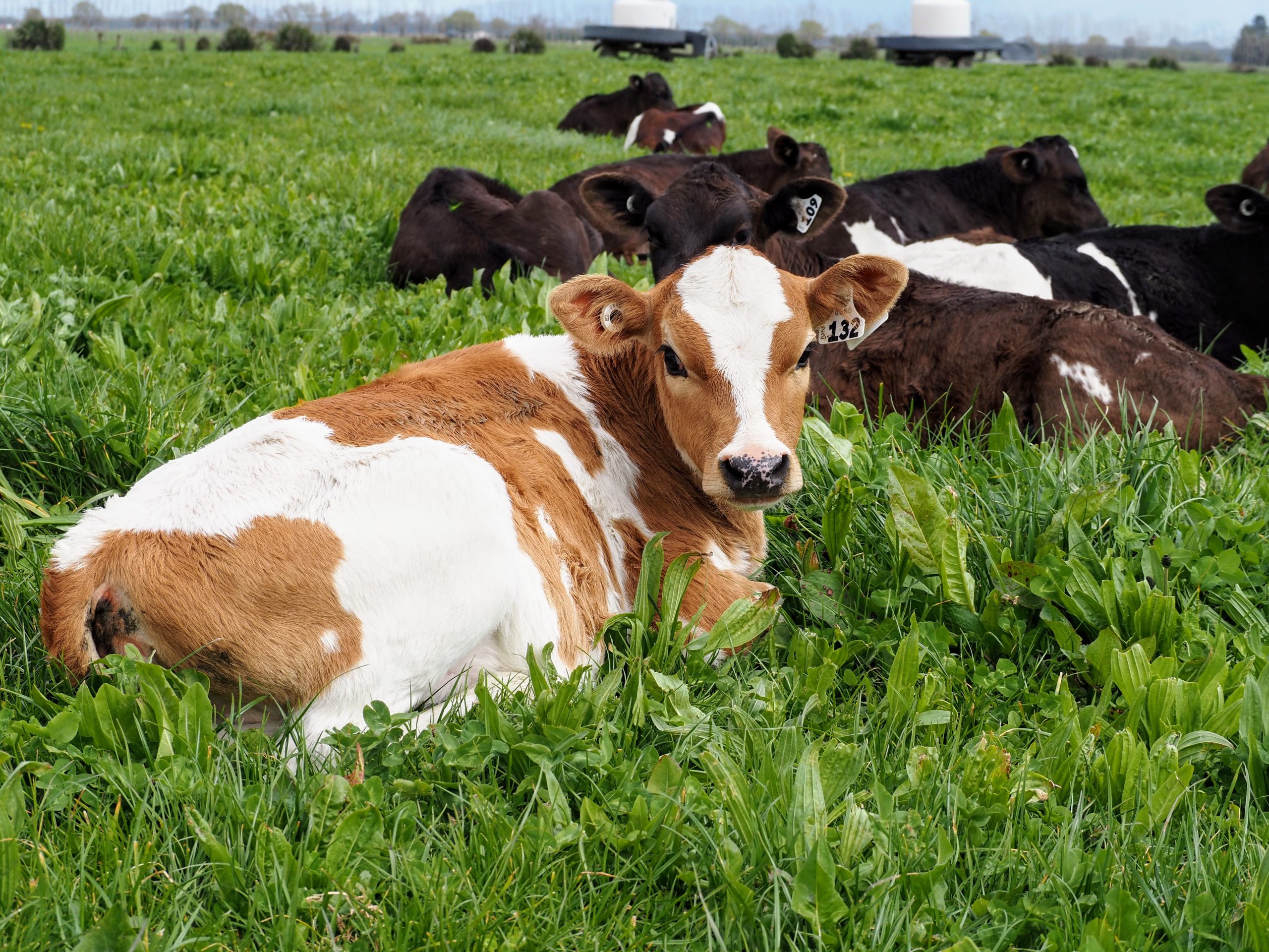 Reducing N Fertiliser Use - Align Farms