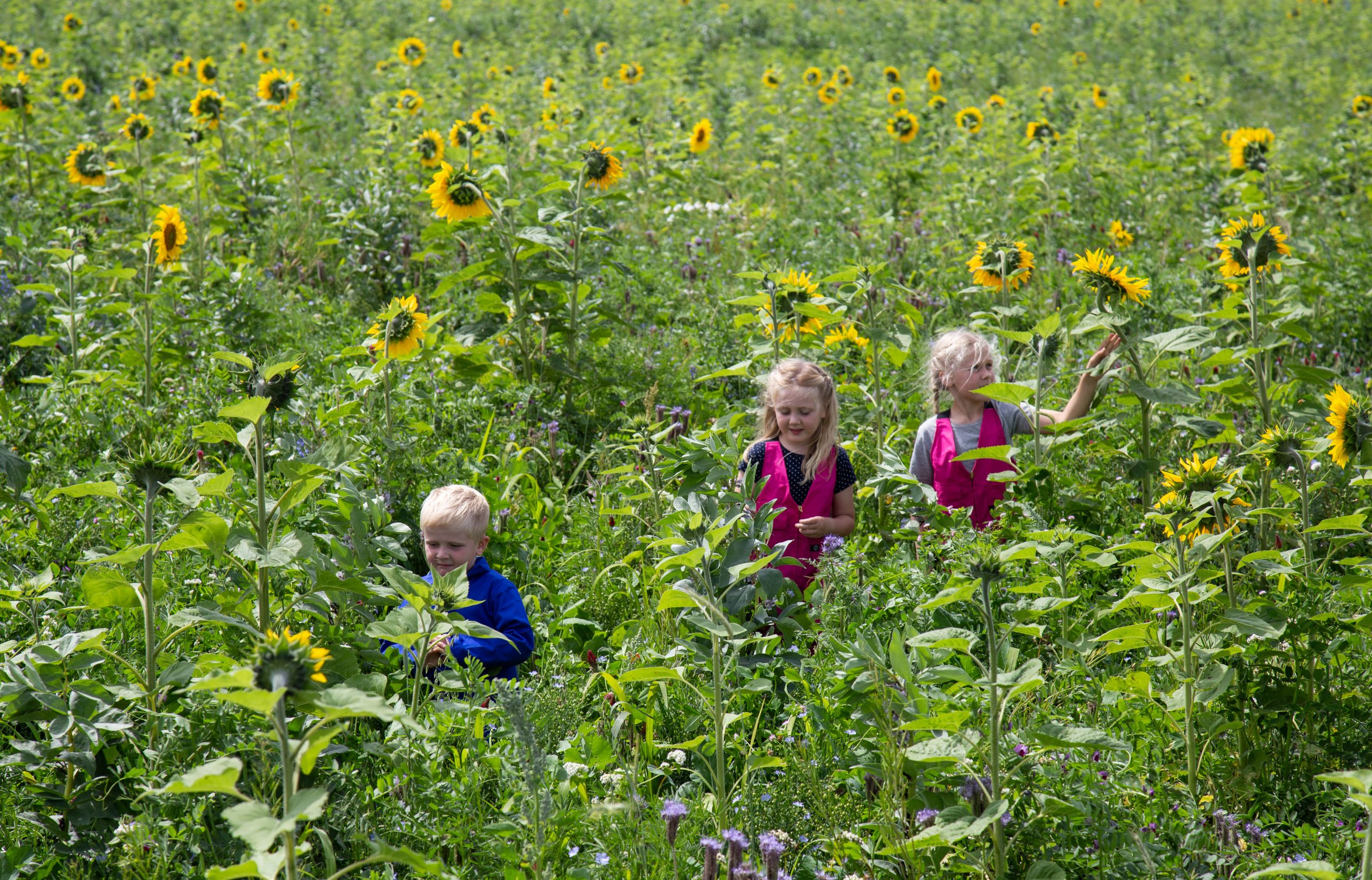 Align Farm’s Advice on Transitioning to Regen - Align Farms