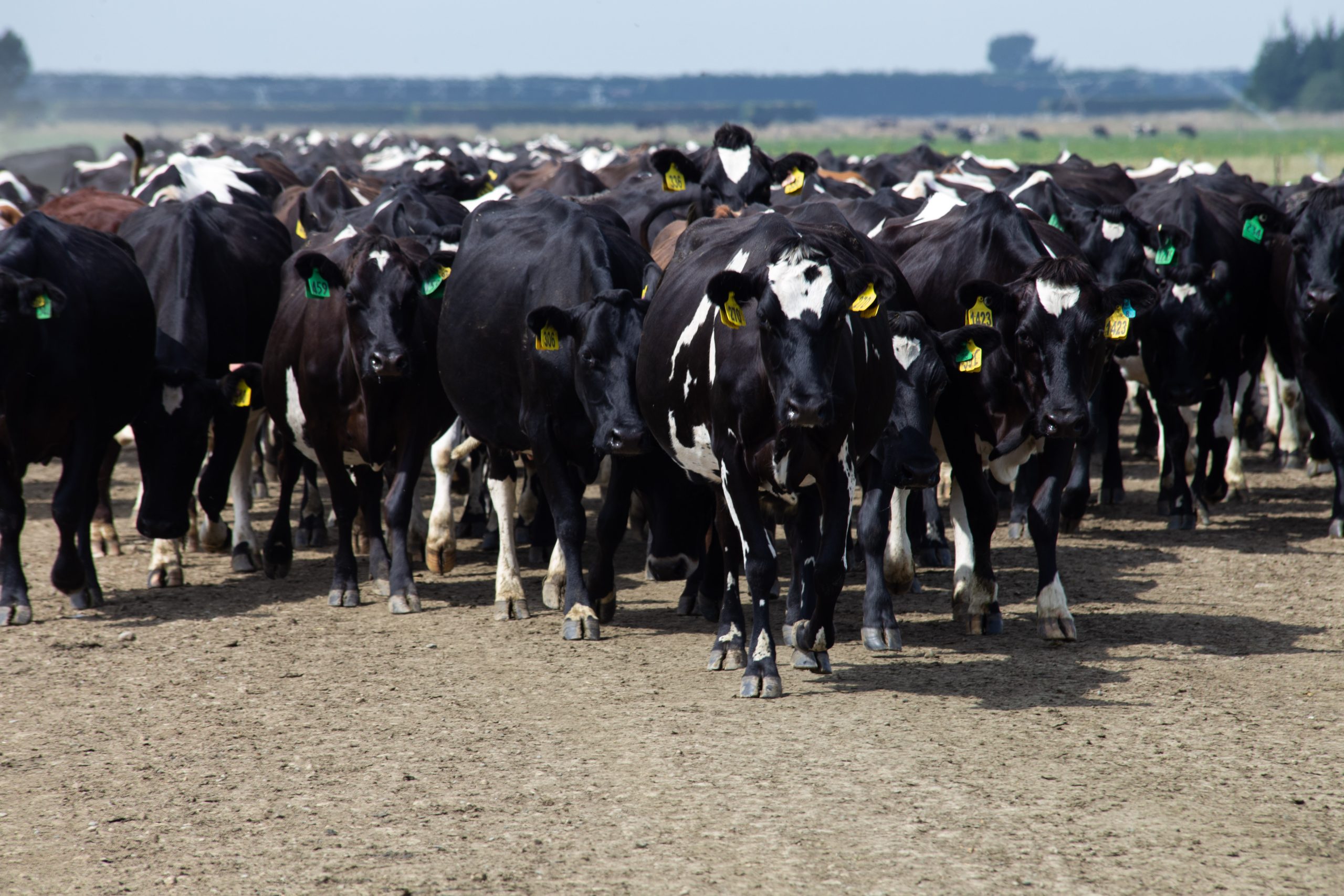 Align’s Regen Trial Field Day Handout - Align Farms